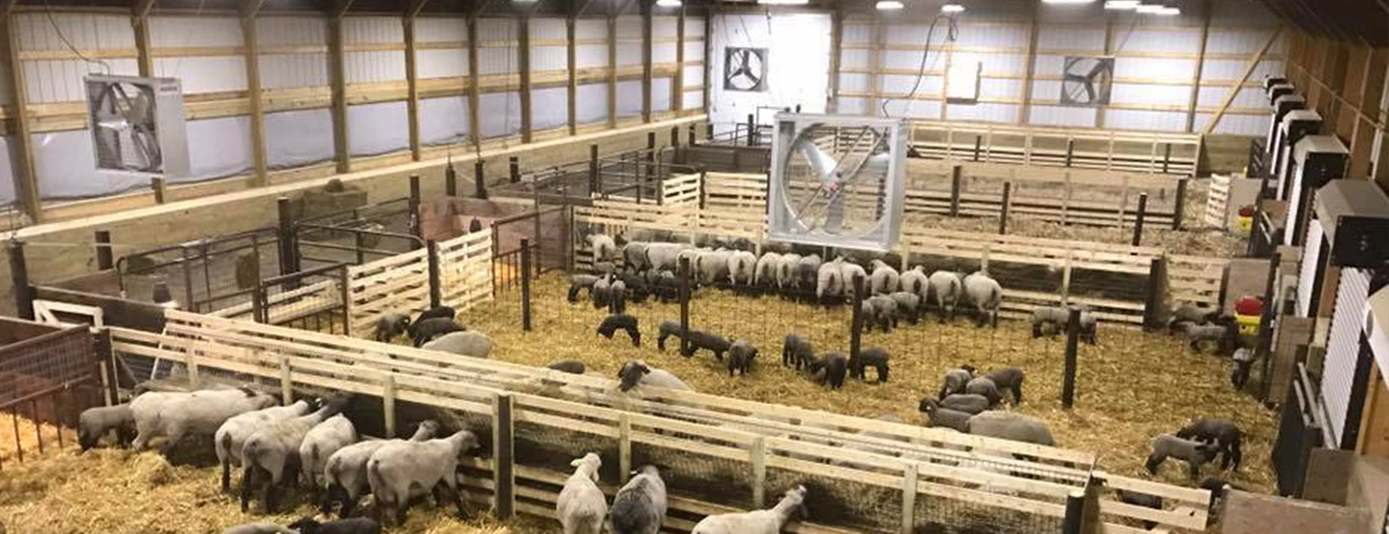 barnoverview_hdr - Hild Club Lambs