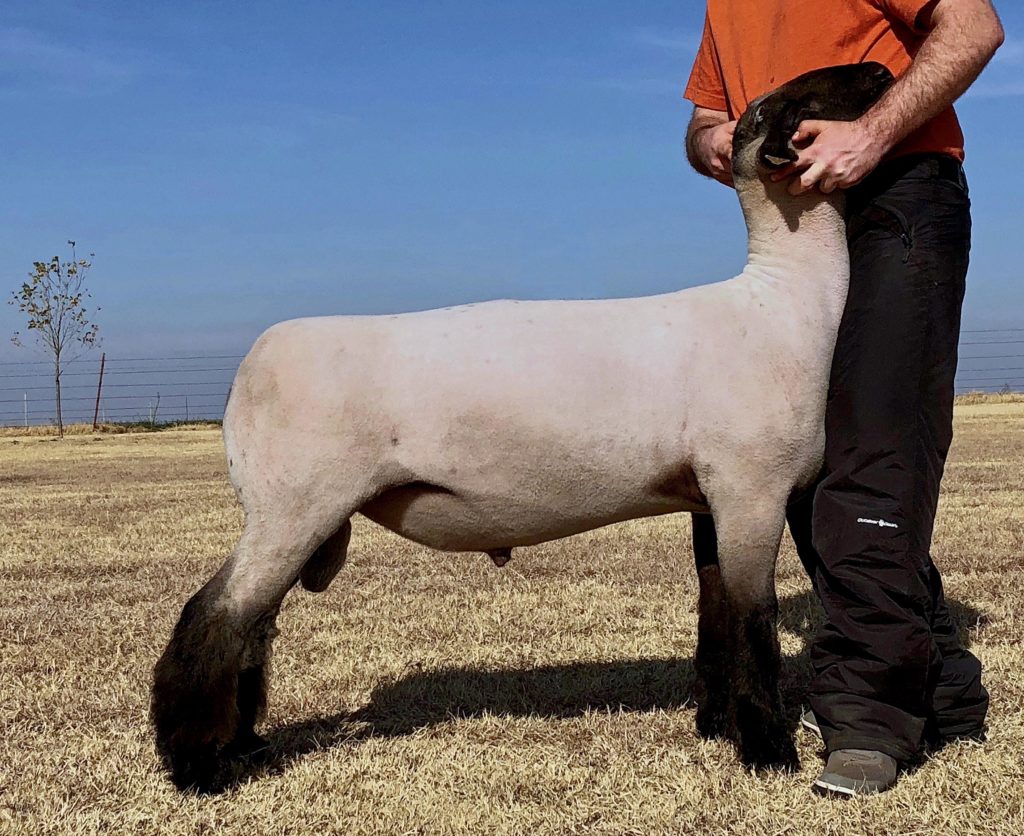 STUD BUCKS - Hild Club Lambs