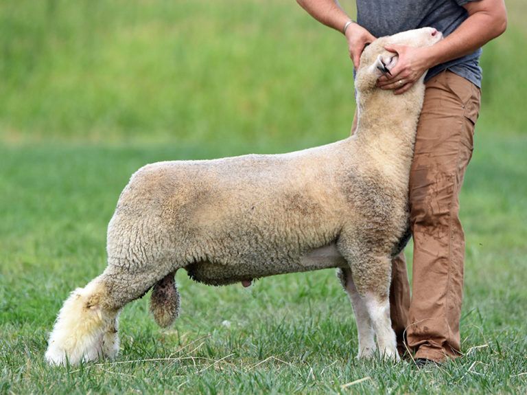 STUD BUCKS | Hild Club Lambs