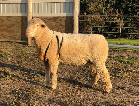 STUD BUCKS - Hild Club Lambs