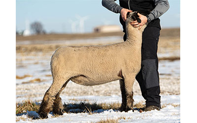 Salt Bae - Hild Club Lambs