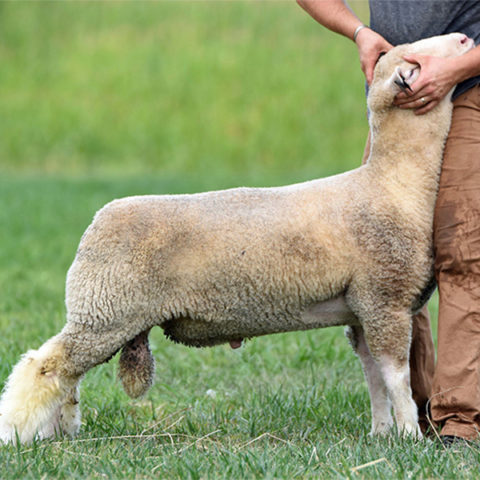 STUD BUCKS - Hild Club Lambs