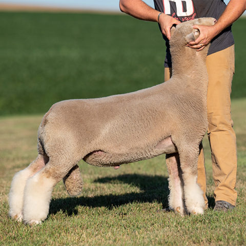 STUD BUCKS - Hild Club Lambs