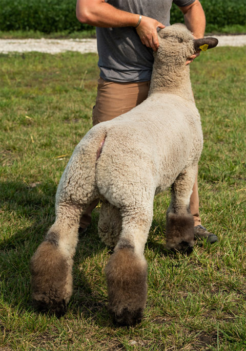 STUD BUCKS - Hild Club Lambs