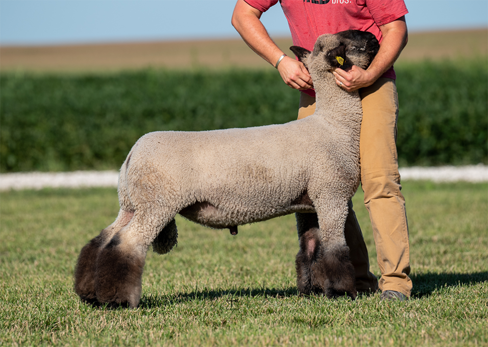 STUD BUCKS - Hild Club Lambs